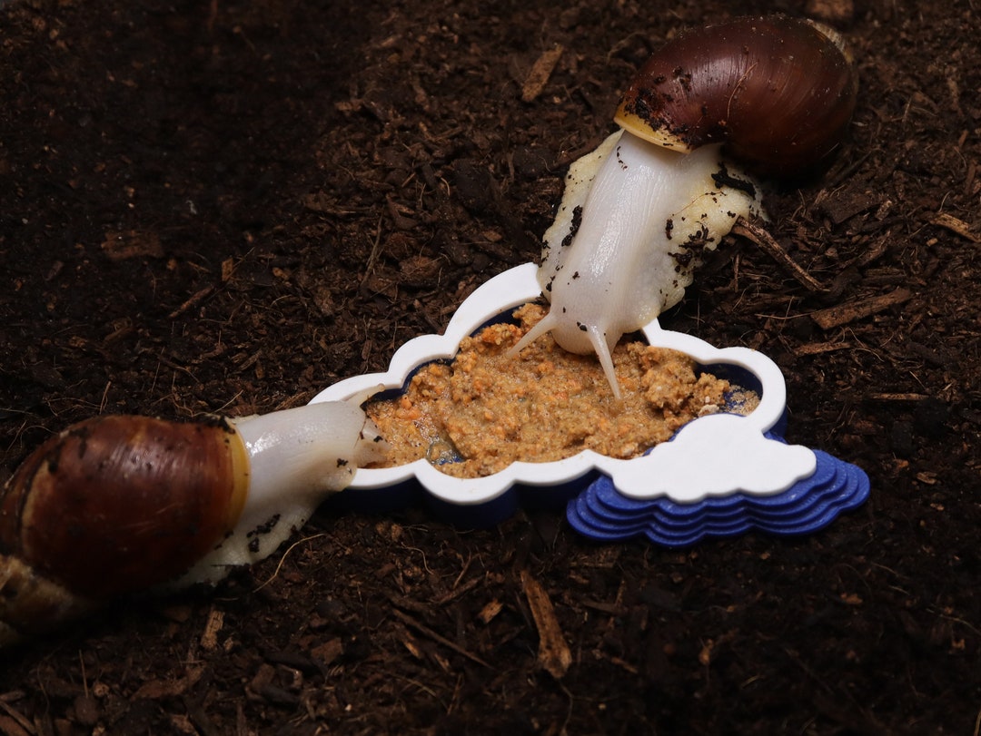 Cloud Shaped Food Bowl With Ramp | Giant African Land Snails, Isopods ...
