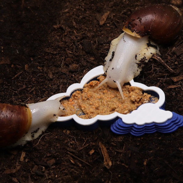 Insect in Land - Etsy UK