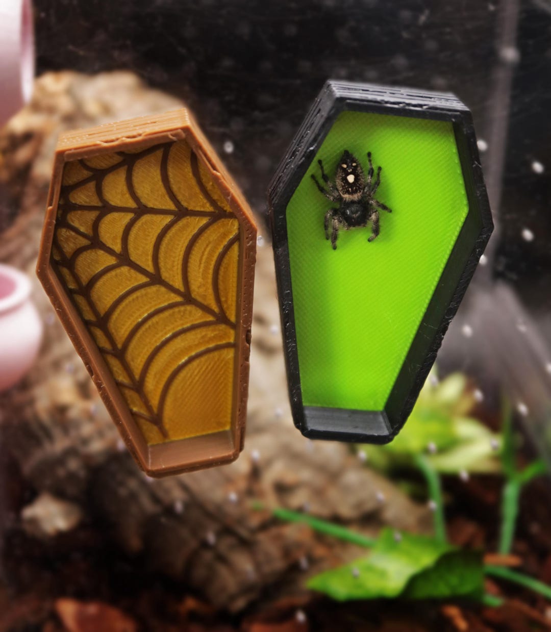 Magnetic Casket/coffin Jumping Spider & Invert Hide | Halloween ...