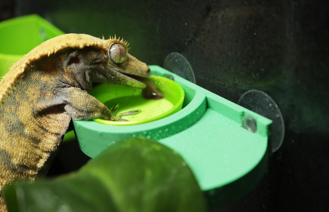 Gecko Food Ledge + Bowls & Spoon Kit | Choice of Colours | 3D Printed ...