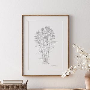 Red Alder Tree Alnus Rubra Tree Drawing Oregon Alder Print Grey Wall ...