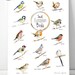 Bird Species School Poster Birds Print European Birds Large - Etsy