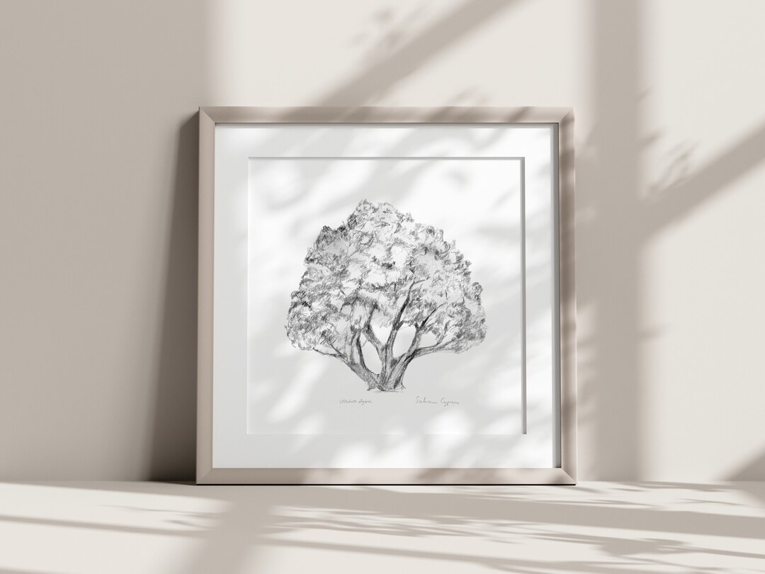 Saharan Cypress Tree Drawing Cypress Art Print Tree Sketch Grey Black ...
