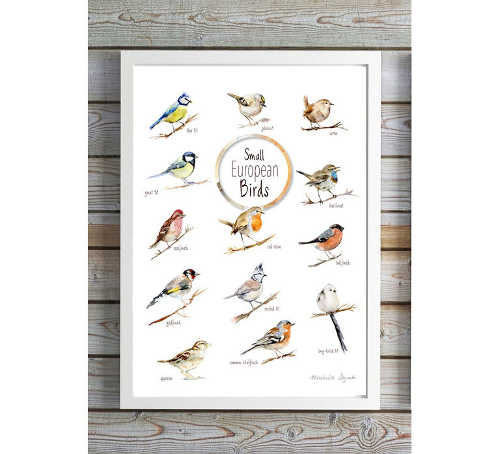 Bird Species School Poster Birds Print European Birds Large - Etsy