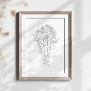 Red Alder Tree Alnus Rubra Tree Drawing Oregon Alder Print Grey Wall ...