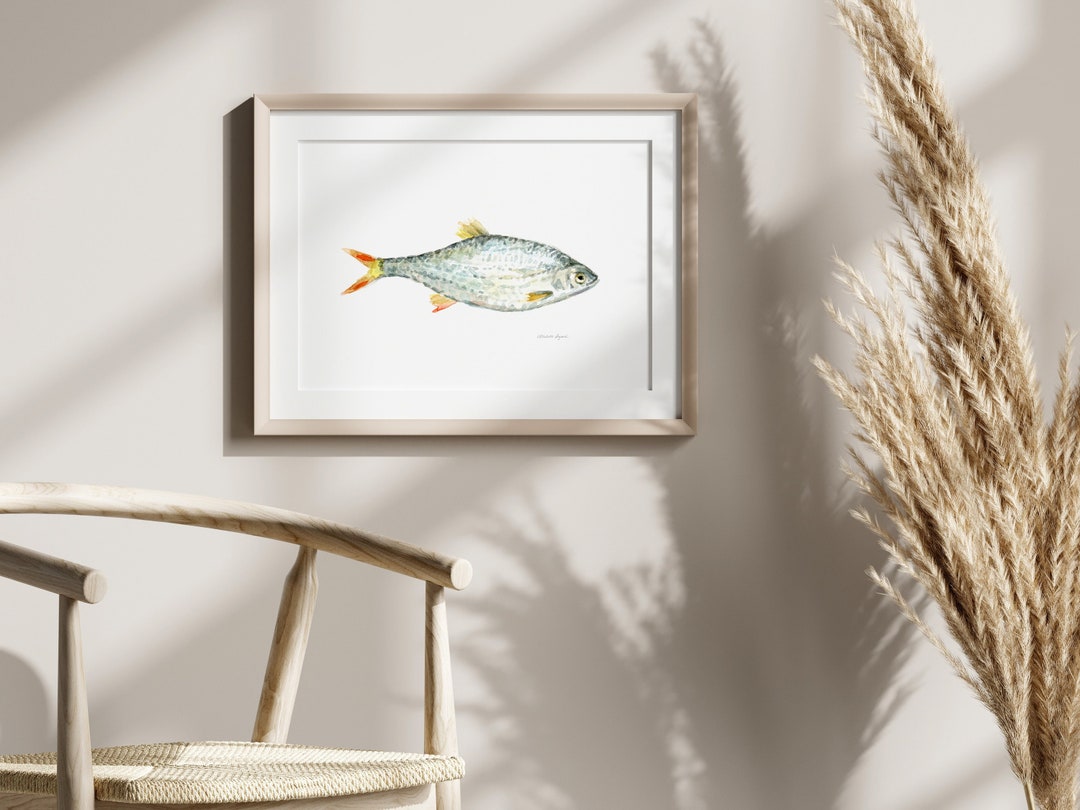 Freshwater Fish Art Print Minnow Watercolor Painting Gift Fishermen ...