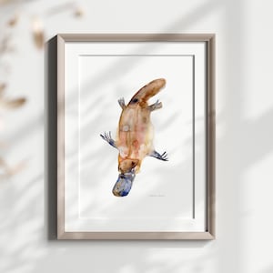 Platypus Art Platypus Watercolor Painting Giclee Print Australia Art ...