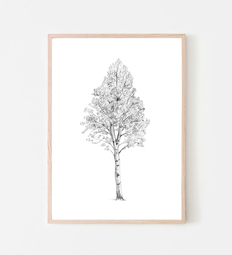 Aspen Tree Art Aspen Tree Drawing Pencil Sketch Zen Drawing - Etsy