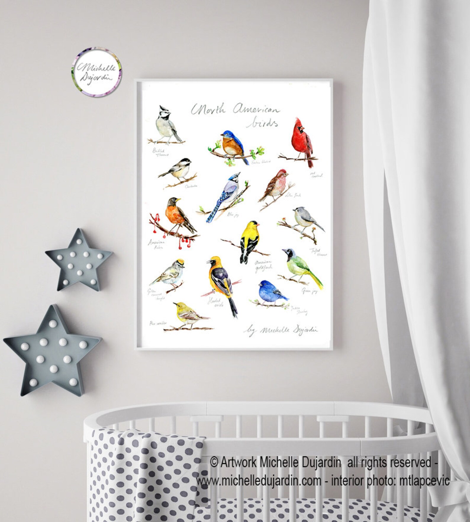 Bird Species of the World Birds School Poster New Zealand - Etsy