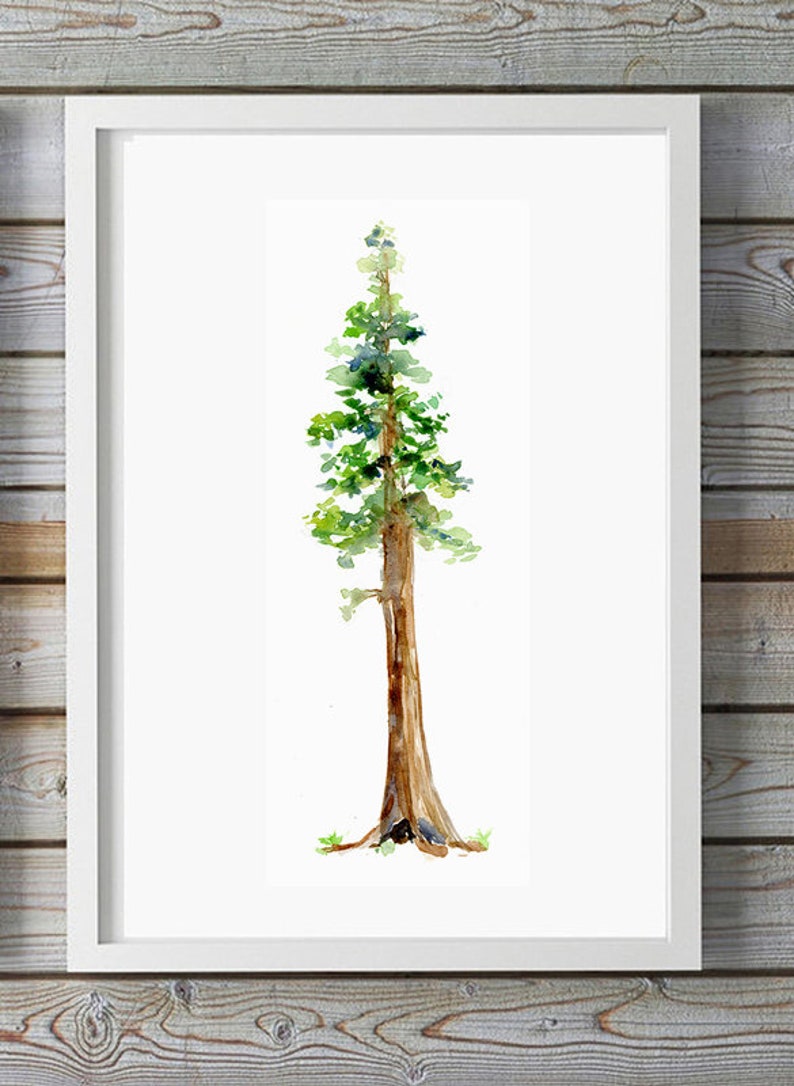 Sequoia Tree Art Watercolor Painting of a Giant Redwood Tree - Etsy ...