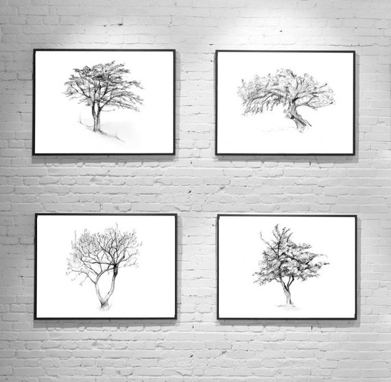 Cork Tree Sketch