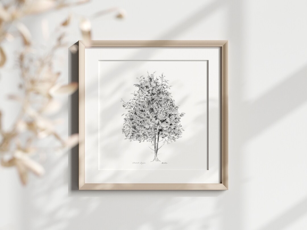Rowan Tree Wall Art Mountain Ash Fine Art Print Rowan Tree Drawing Grey ...