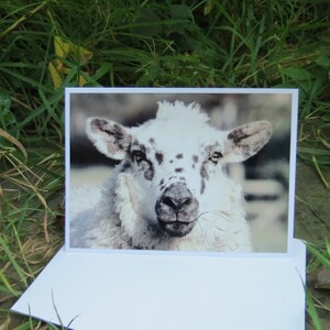 Sheep Card. A Card Featuring an Original Photograph. Blank - Etsy