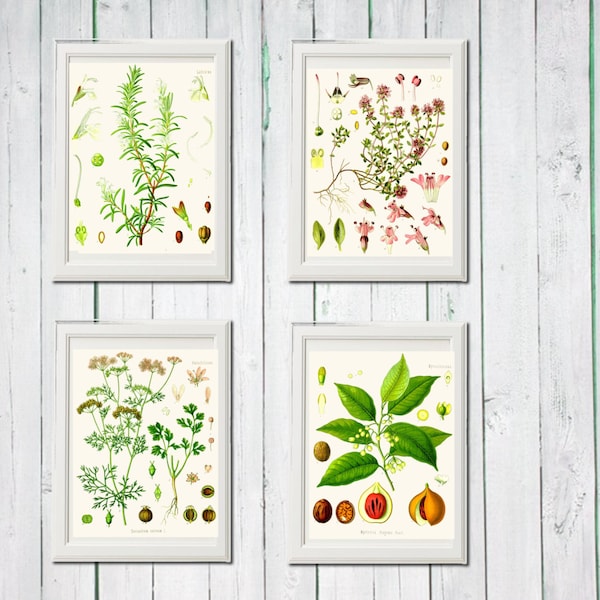 Kruiden poster - Etsy Nederland