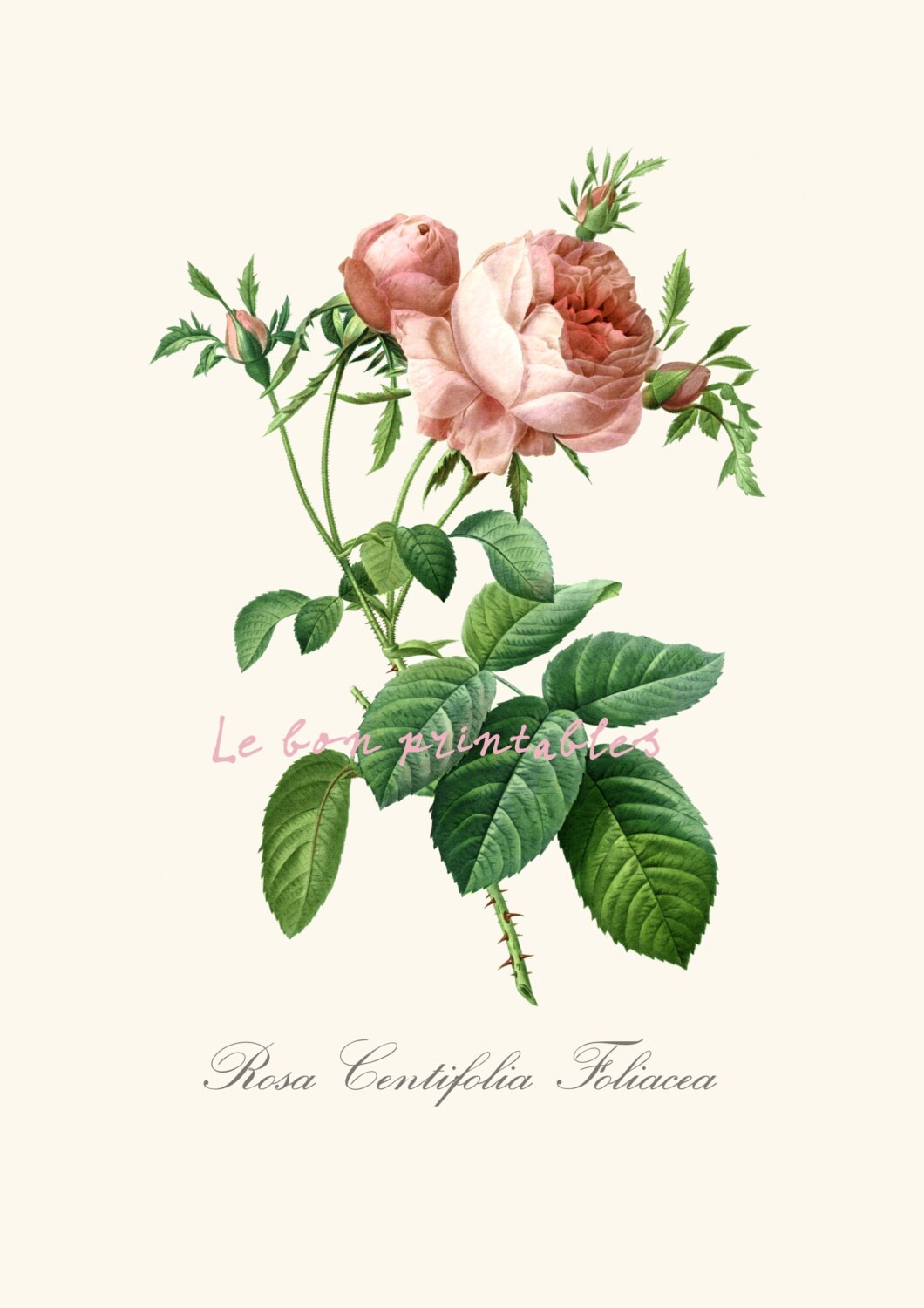 INSTANT DOWNLOAD Vintage Rose Printable Art Print 8x11 - Etsy Canada