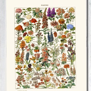 INSTANT DOWNLOAD Botanical Plate Overview French Vintage | Etsy