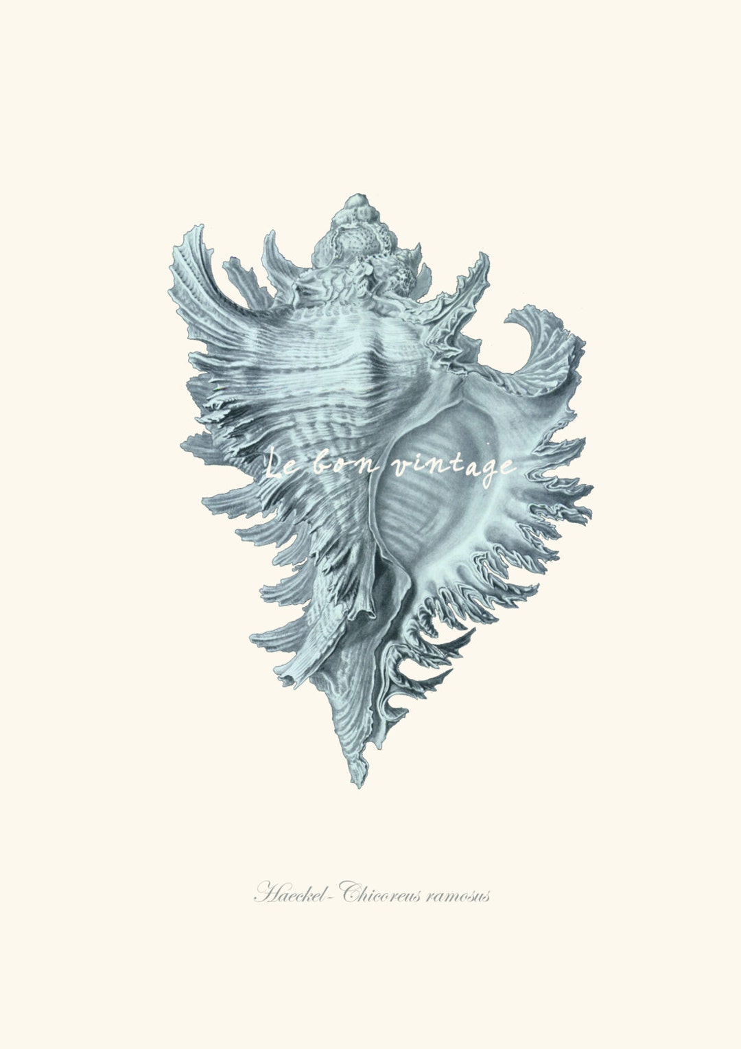 Printable Vintage Conch Sea Shell Download Haeckel 8x11 - Etsy
