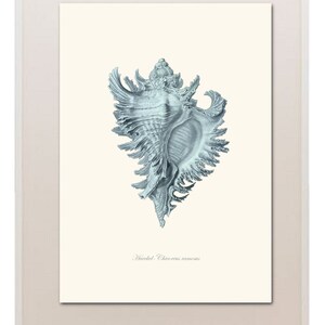 Printable Vintage Conch Sea Shell Download Haeckel 8x11 - Etsy