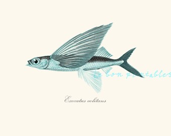 Flying Fish Print - Etsy