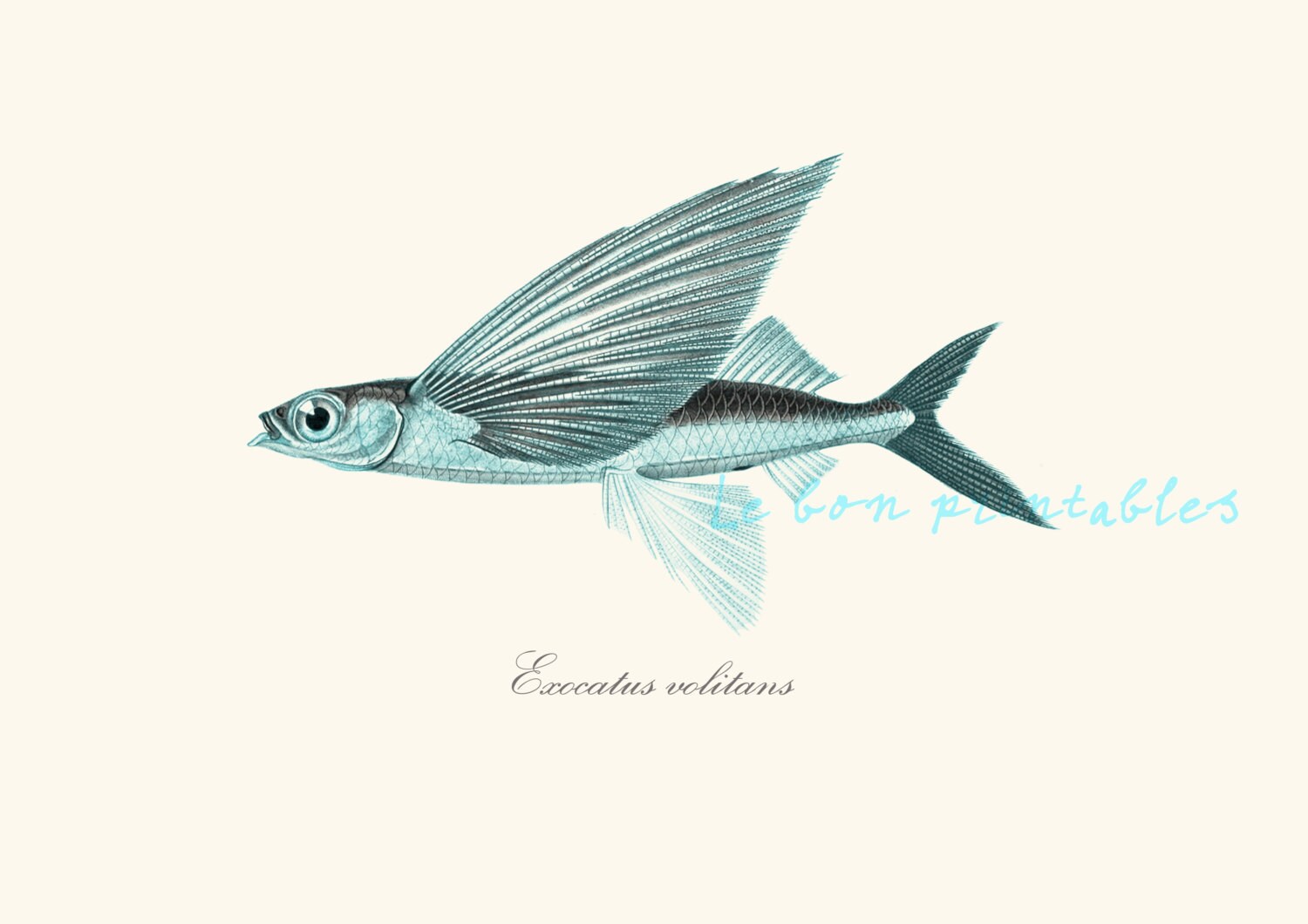 Sea Green Flying Fish Illustration Digital Print 8x11 Inches Vintage ...