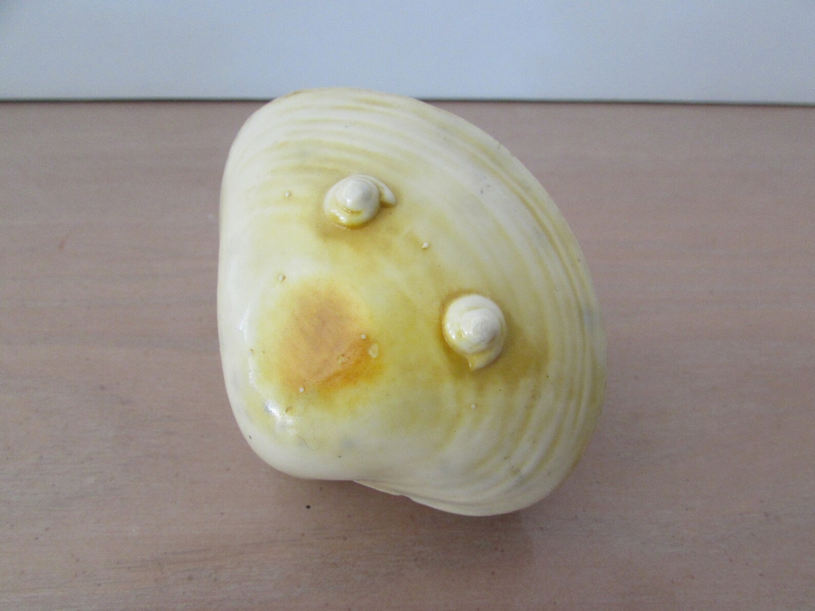 Asian Art Clam Shell Celluloid Diorama Vintage Clam Shell - Etsy