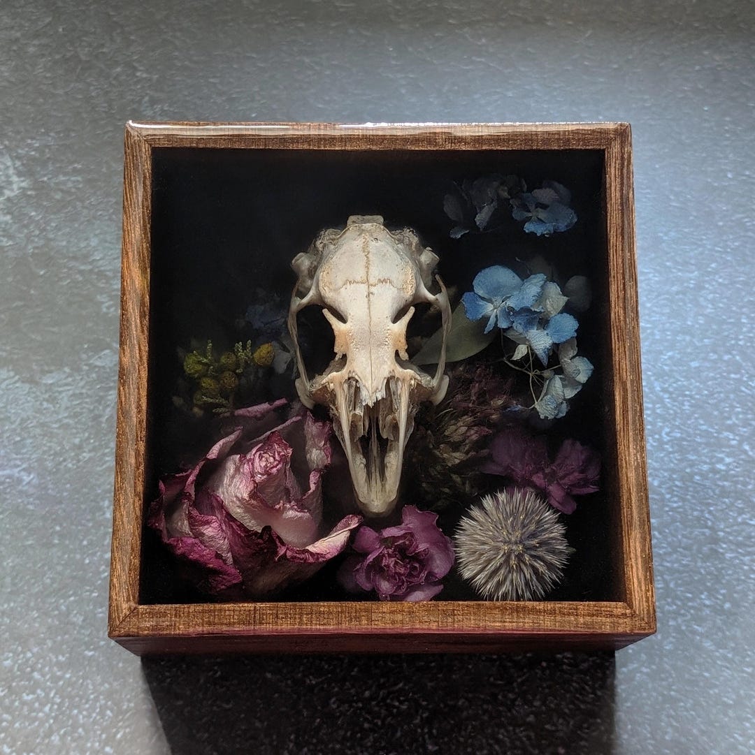 Rabbit Skull 5x5 Shadowbox - Etsy