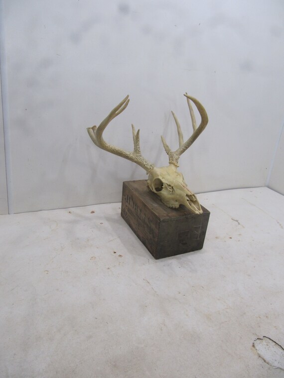 Vintage Deer Skull Real Deer Skull Rustic Decor Weathered - Etsy