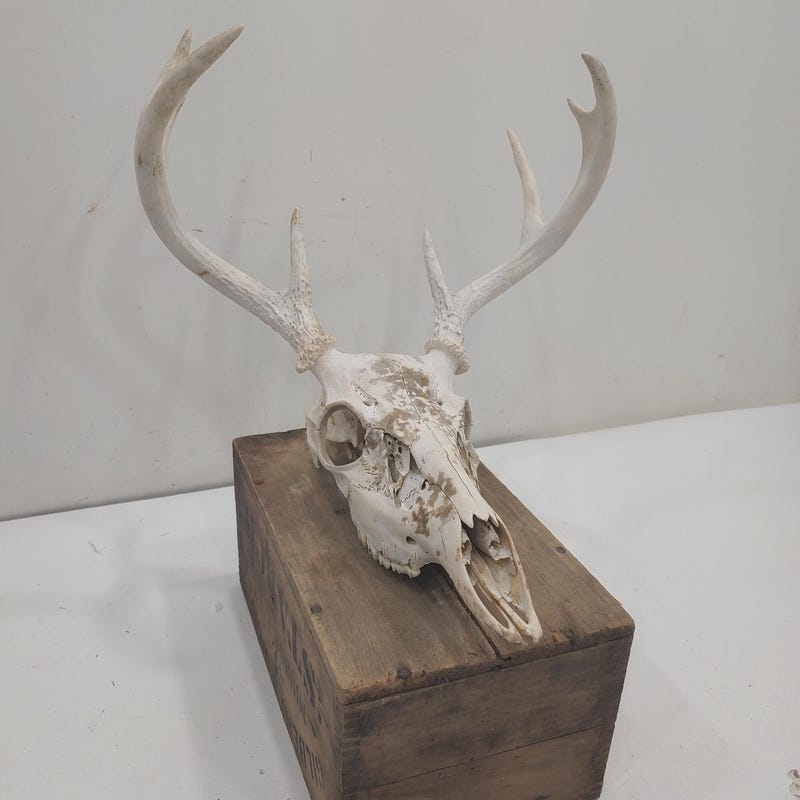 rustbeltsanctuary - Etsy
