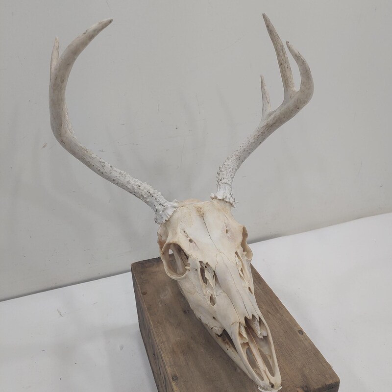 rustbeltsanctuary - Etsy