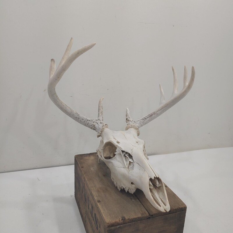 rustbeltsanctuary - Etsy