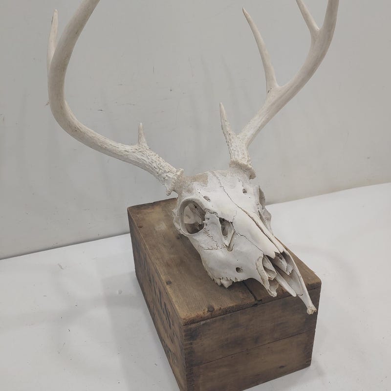 rustbeltsanctuary - Etsy