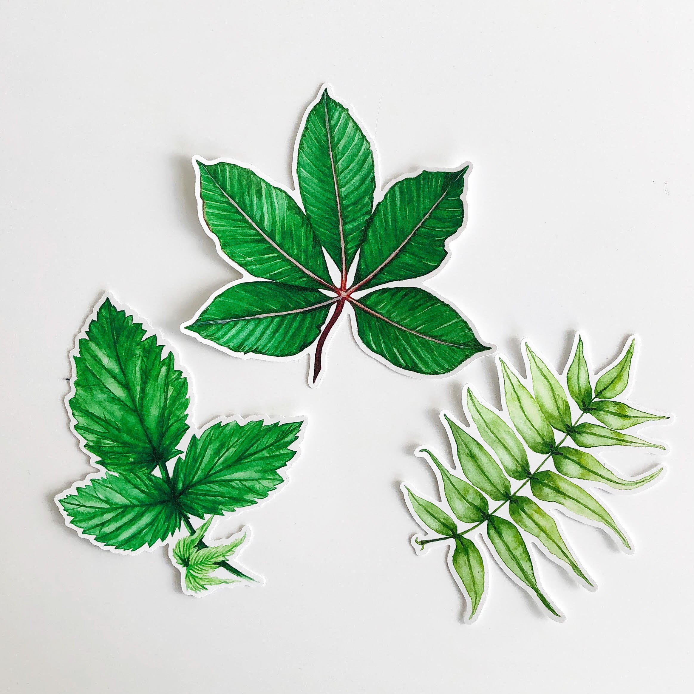 Blatt 1: Esche, Die Cut Vinyl Sticker, Blatt Sticker - Etsy.de