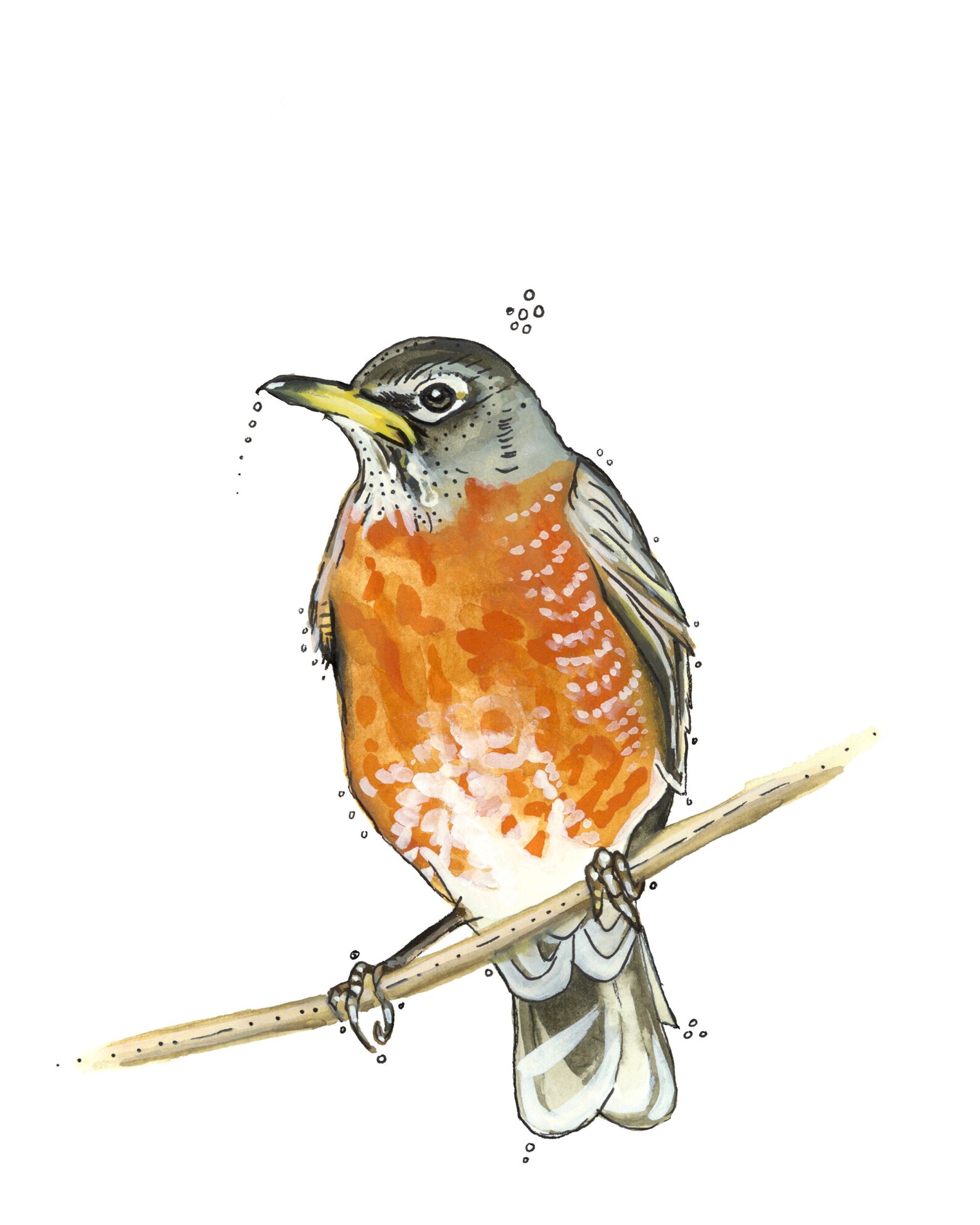 Robin on Branch Print, 8"x10" Art Print, Watercolour, Woodland, Kelly ...