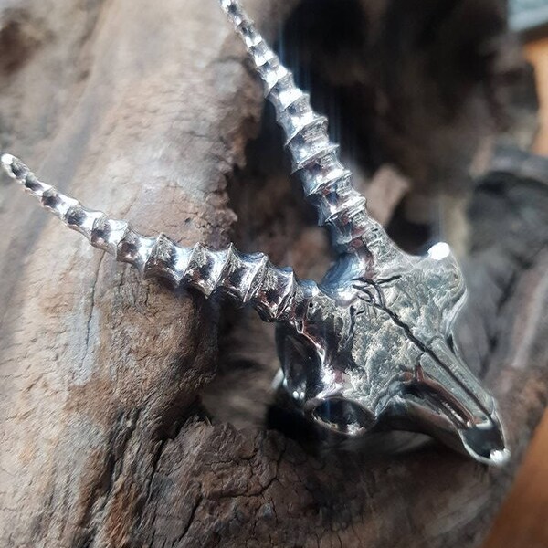Antelope Skull - Etsy