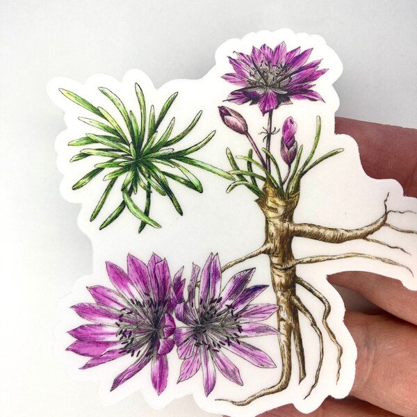 Bitterroot Flower - Etsy