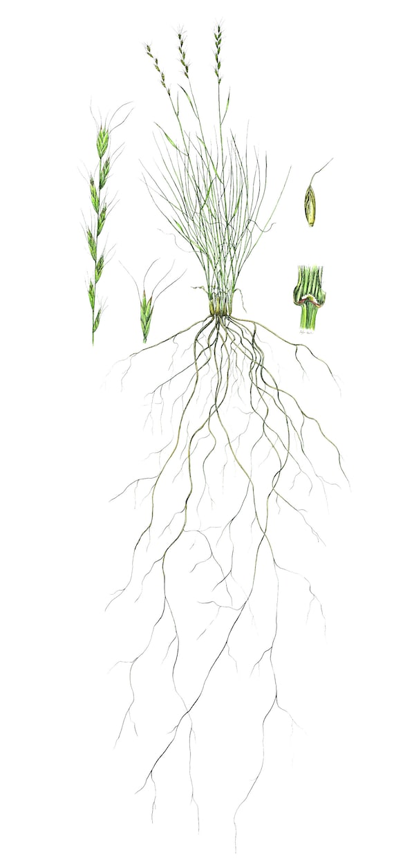 Bluebunch Wheatgrass