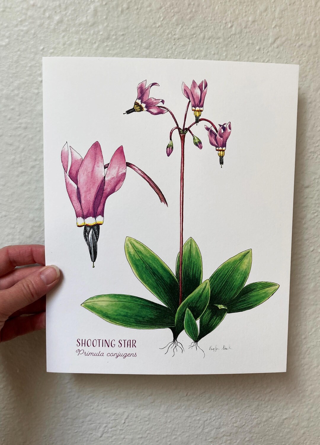 Shooting Star Flower Print, Floral Art Print, Botanical Illustration ...