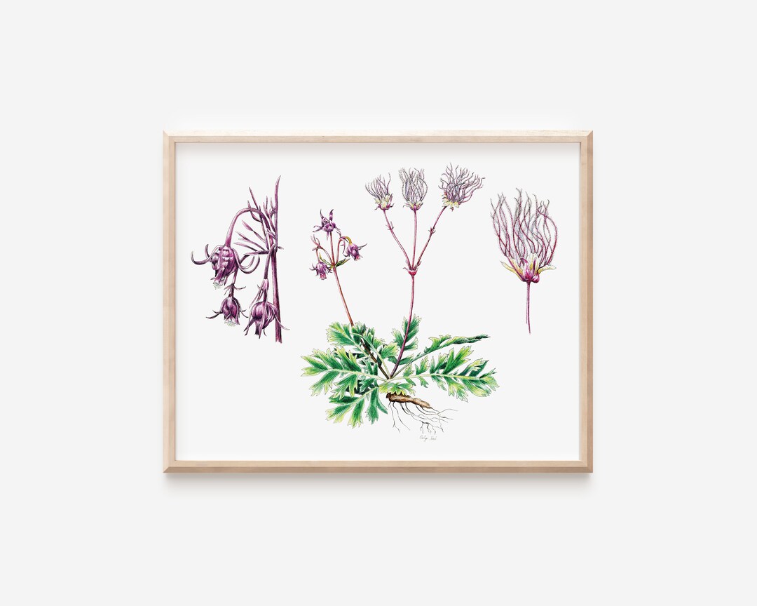 Prairie Smoke Wildflower Glicee Print - Botanical Illustration in Pen ...