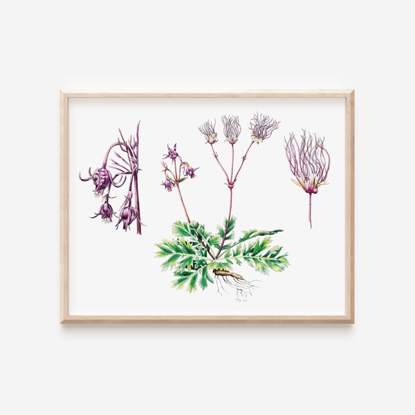 Prairie Smoke - Etsy