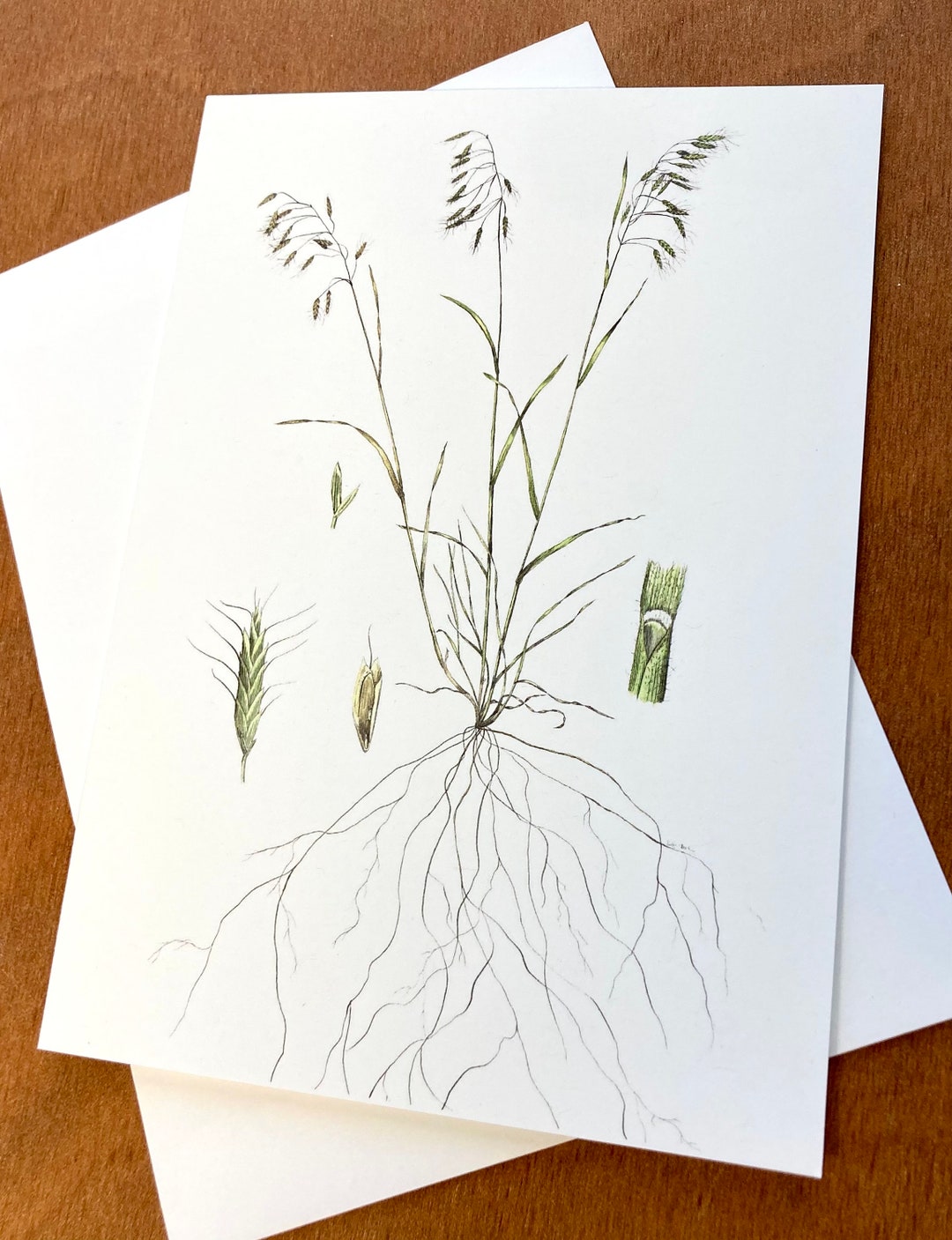 Botanical Card, Bromus Japonicus, Japanese Brome, Original Artwork, Art ...