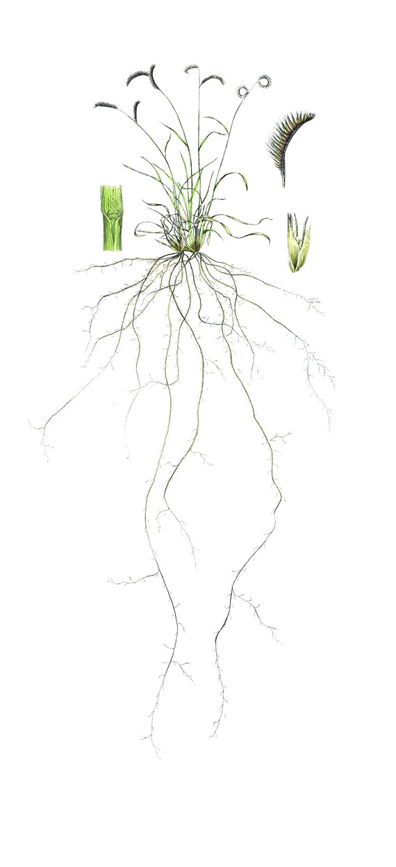 Blue Grama Drawing Das Chara Seen Projekt