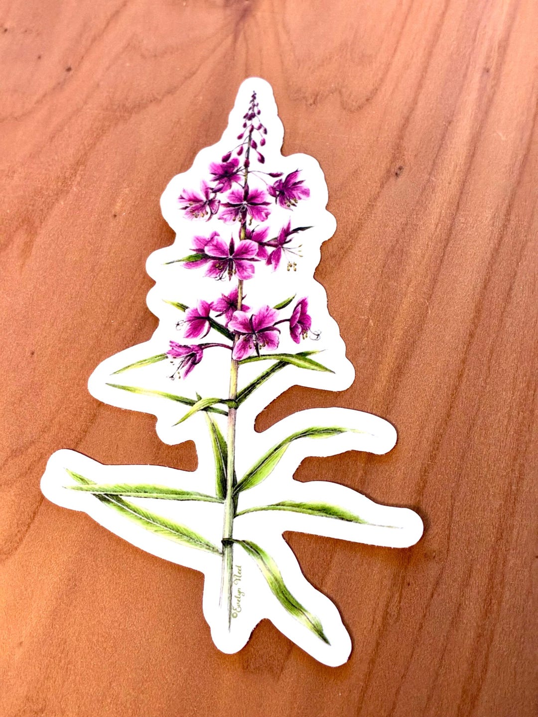 Fireweed Flower Sticker, Hand-drawn Wildflower, Clear Vinyl Sticker - Etsy