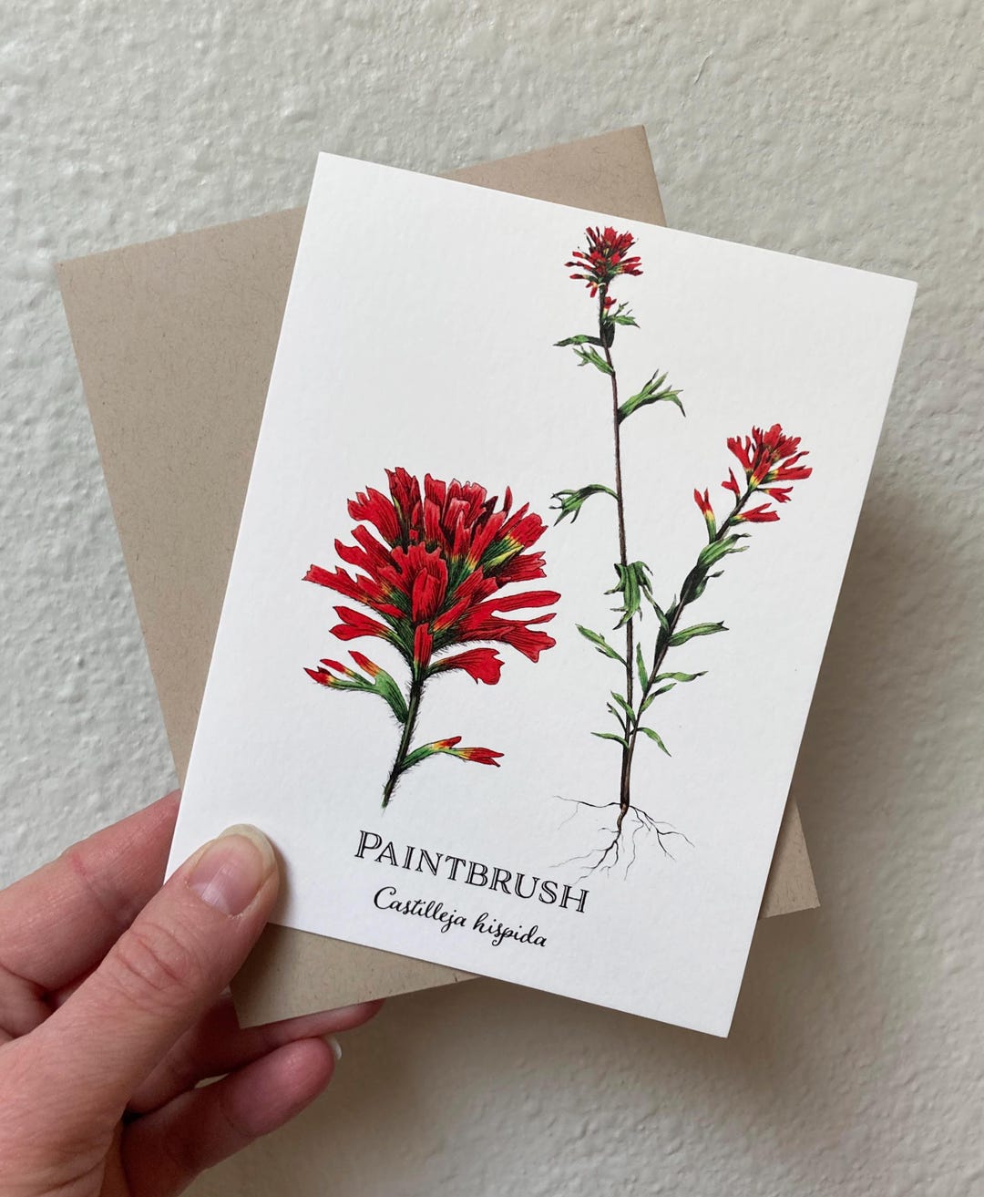 Paintbrush Greeting Card, Indian Paintbrush Wildflower Notecard, Floral ...