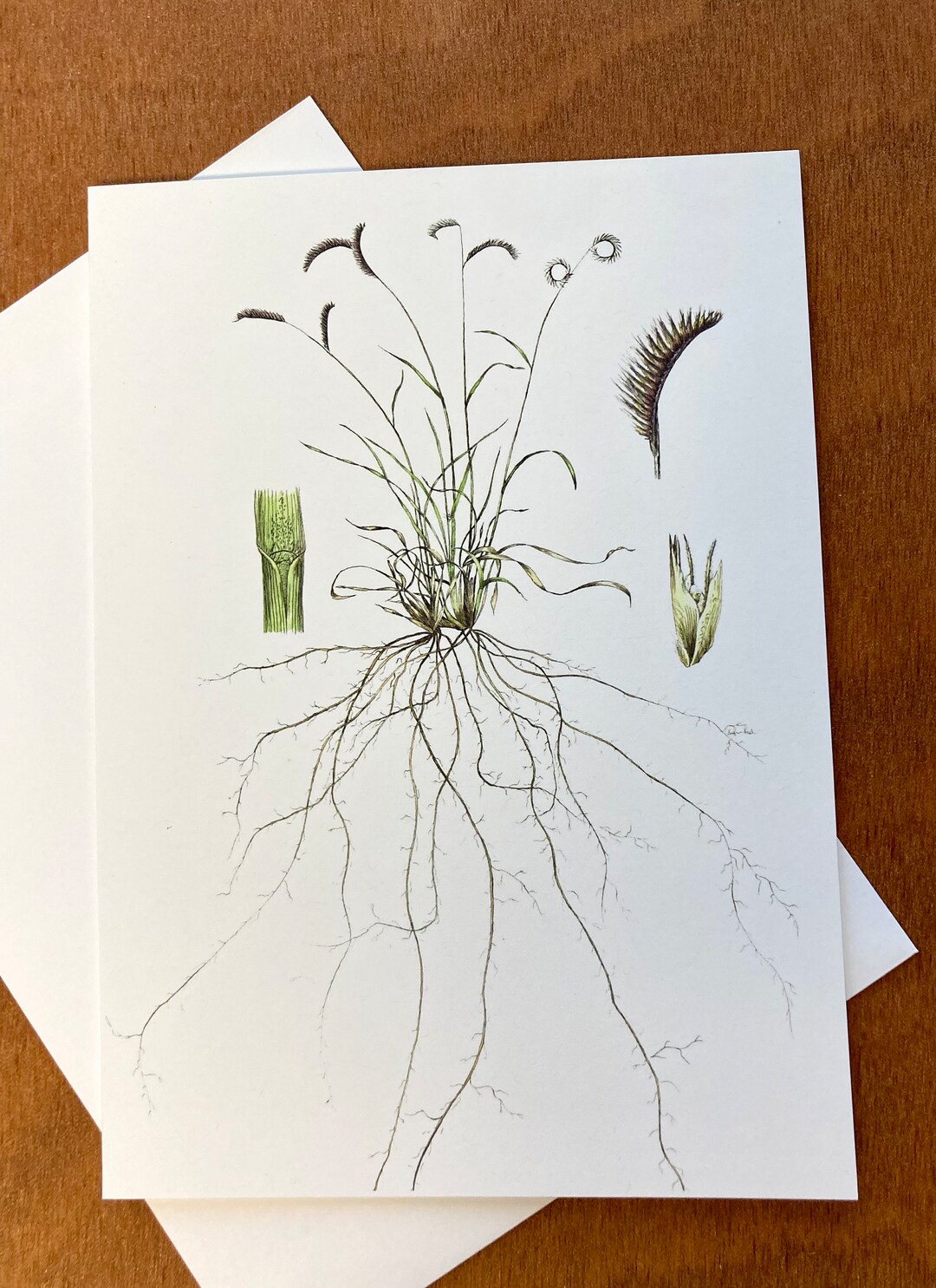 Bouteloua Gracilis, Blue Grama Grass, Botanical Illustration Card - Etsy