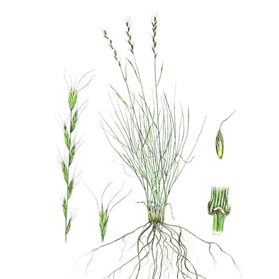 Western Wheatgrass Drawings