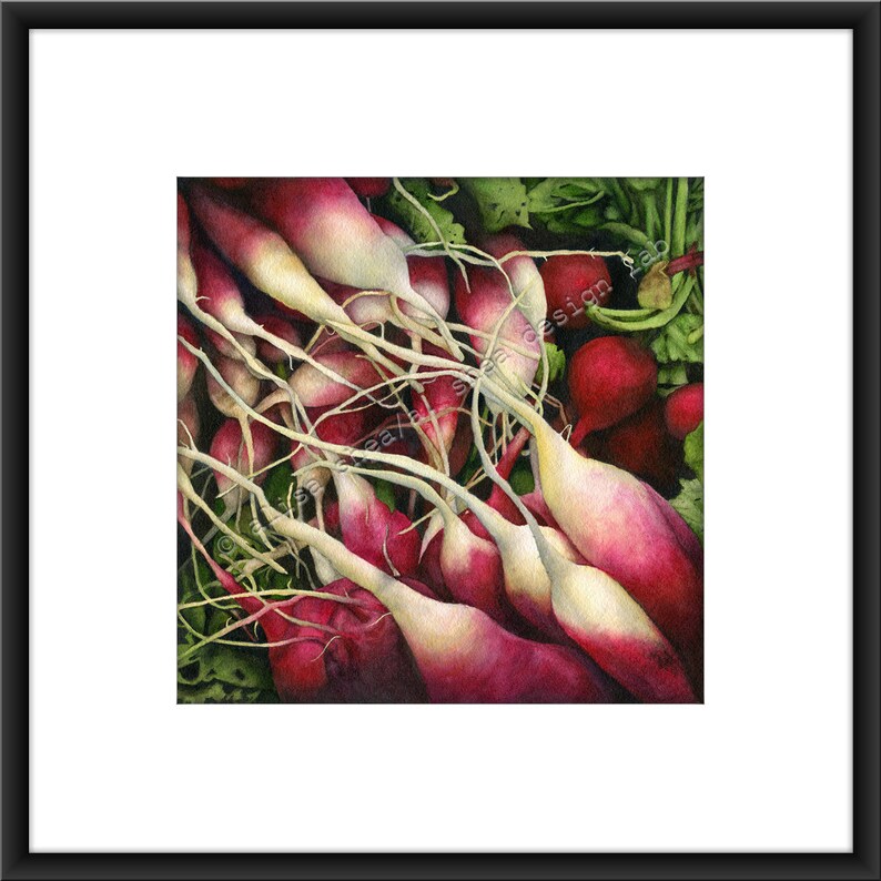 Realistic Watercolor Food Painting Deep Red Radish Turnip - Etsy
