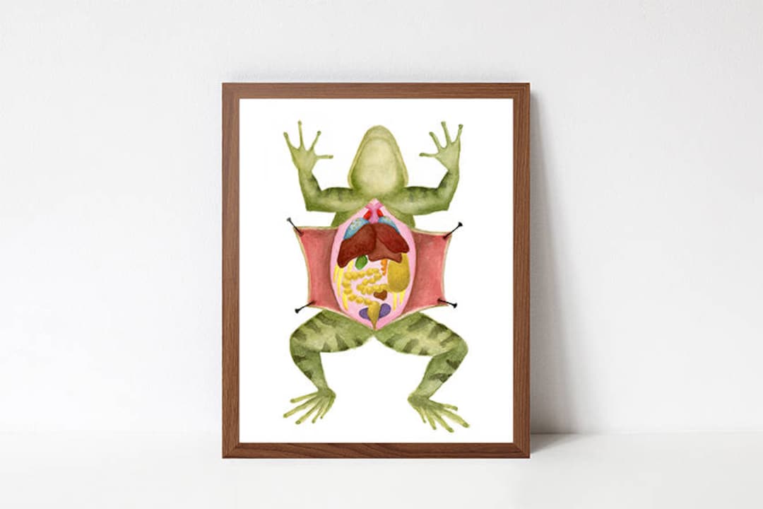 Frog Dissection Watercolor Painting reproduction Giclee Print Anatomy ...