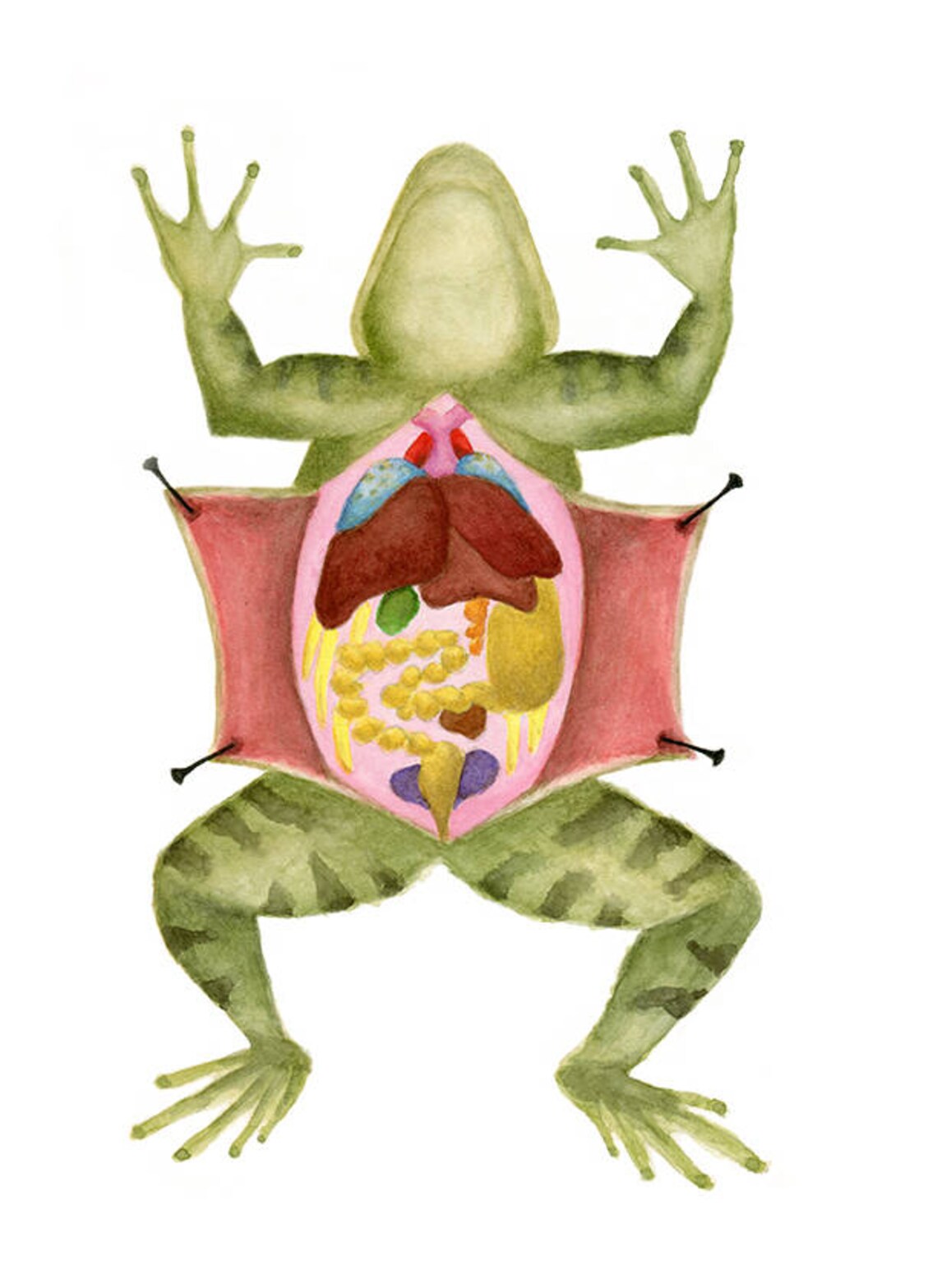 Frog Dissection Watercolor Painting reproduction Giclee Print Anatomy ...