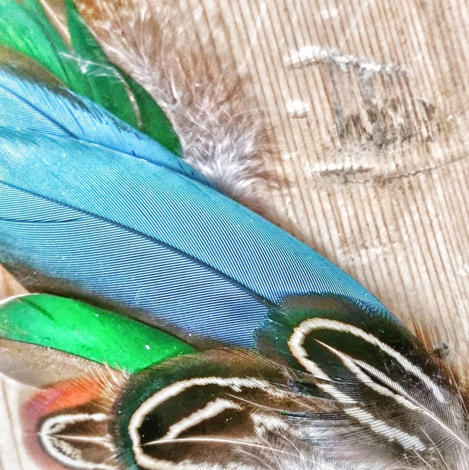 Hand Painted Feather Art Commission Custom Design to Order. - Etsy