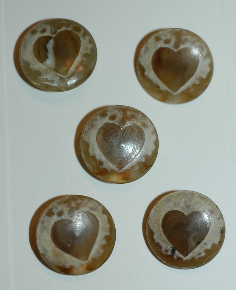 Faux Horn Buttons w/ Heart Center 3/4 20mm Set of 5 | Etsy